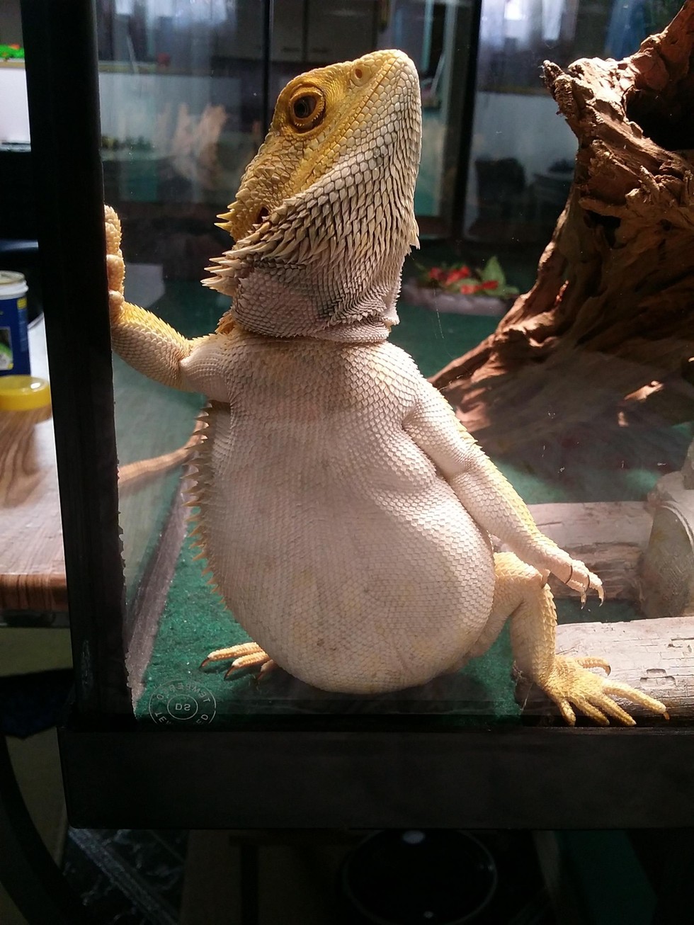 18 Lizards You Can't Believe Are Even Real