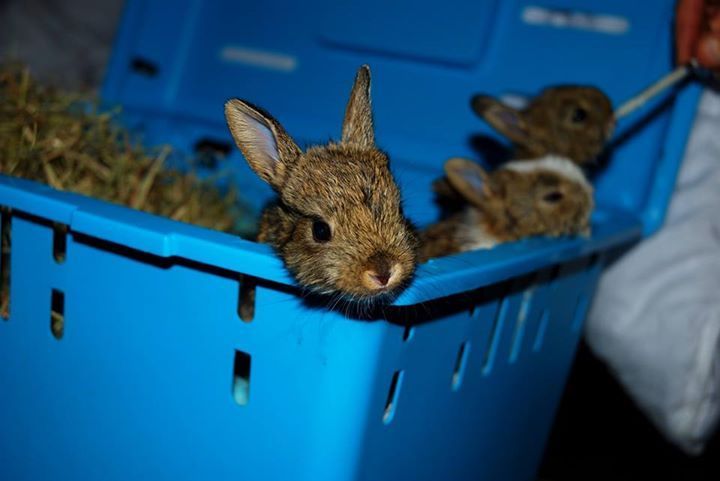 These Baby Bunny Hybrids Are 100% Adorable