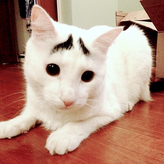 'Worried' Cat Skyrockets To Fame, Thanks To His Eyebrows