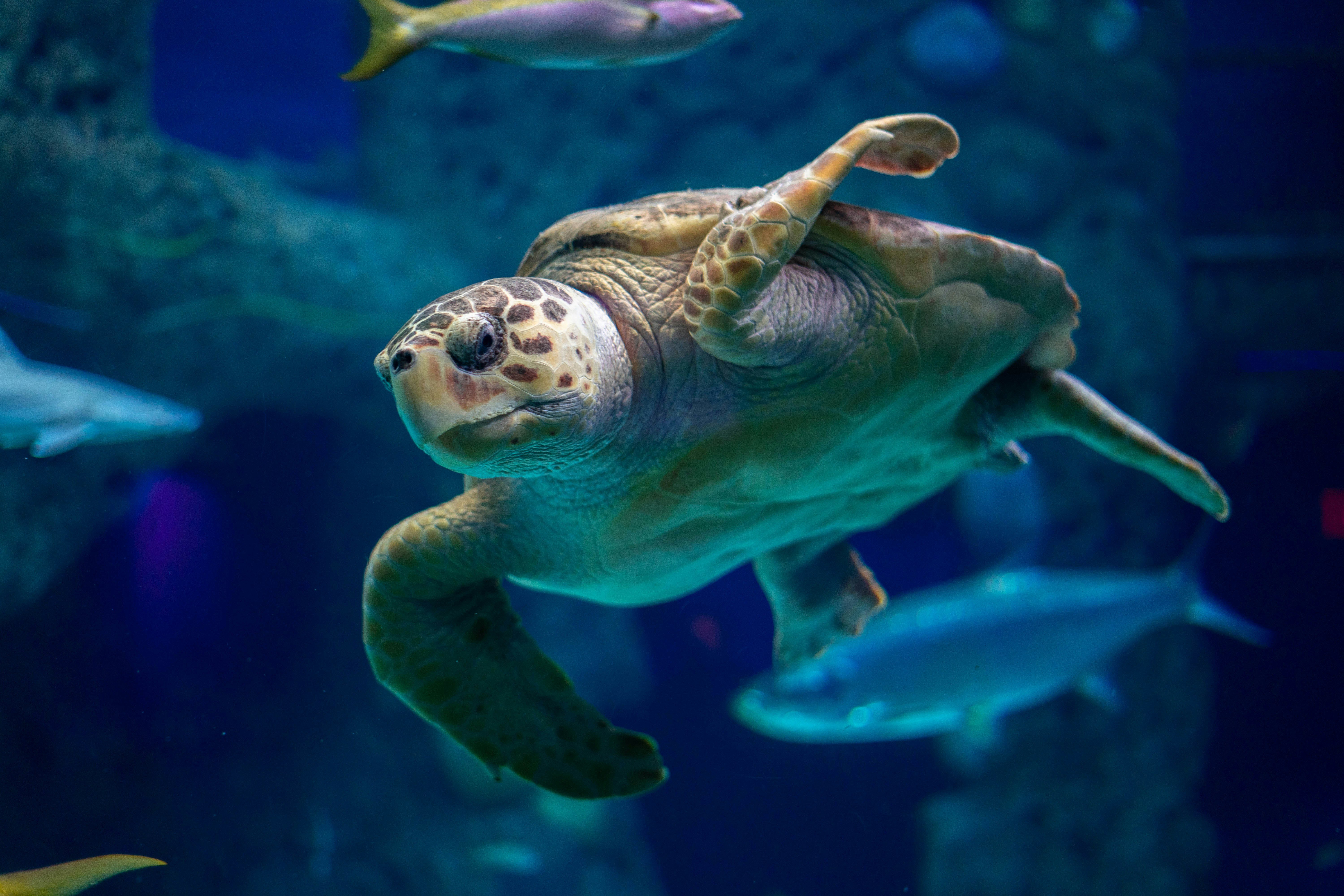 Microplastics found in sea turtle organs raise concerns over species ...