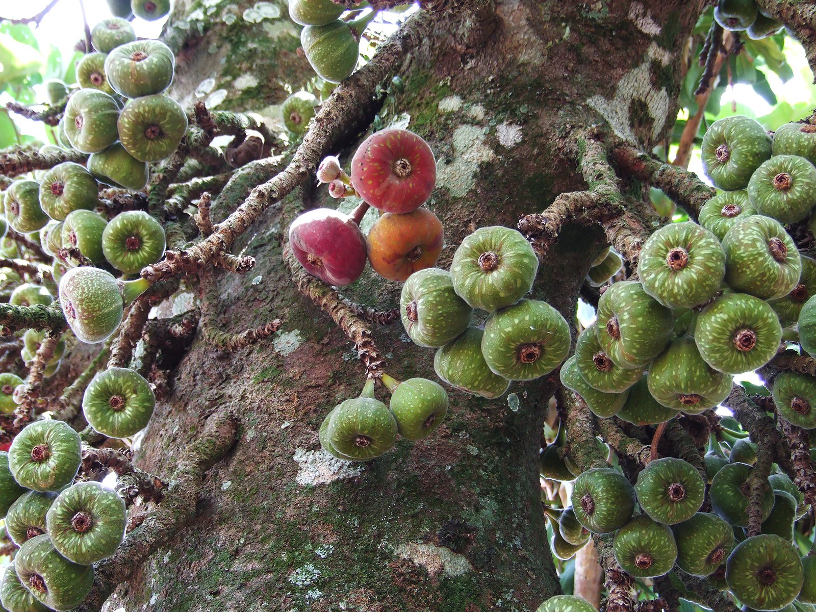Fig trees could help trace decades of toxic mercury exposure from gold ...