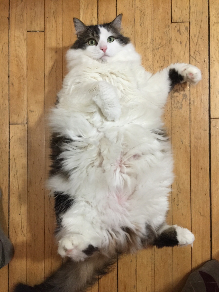 13 Cat Bellies That Are Total HAND TRAPS