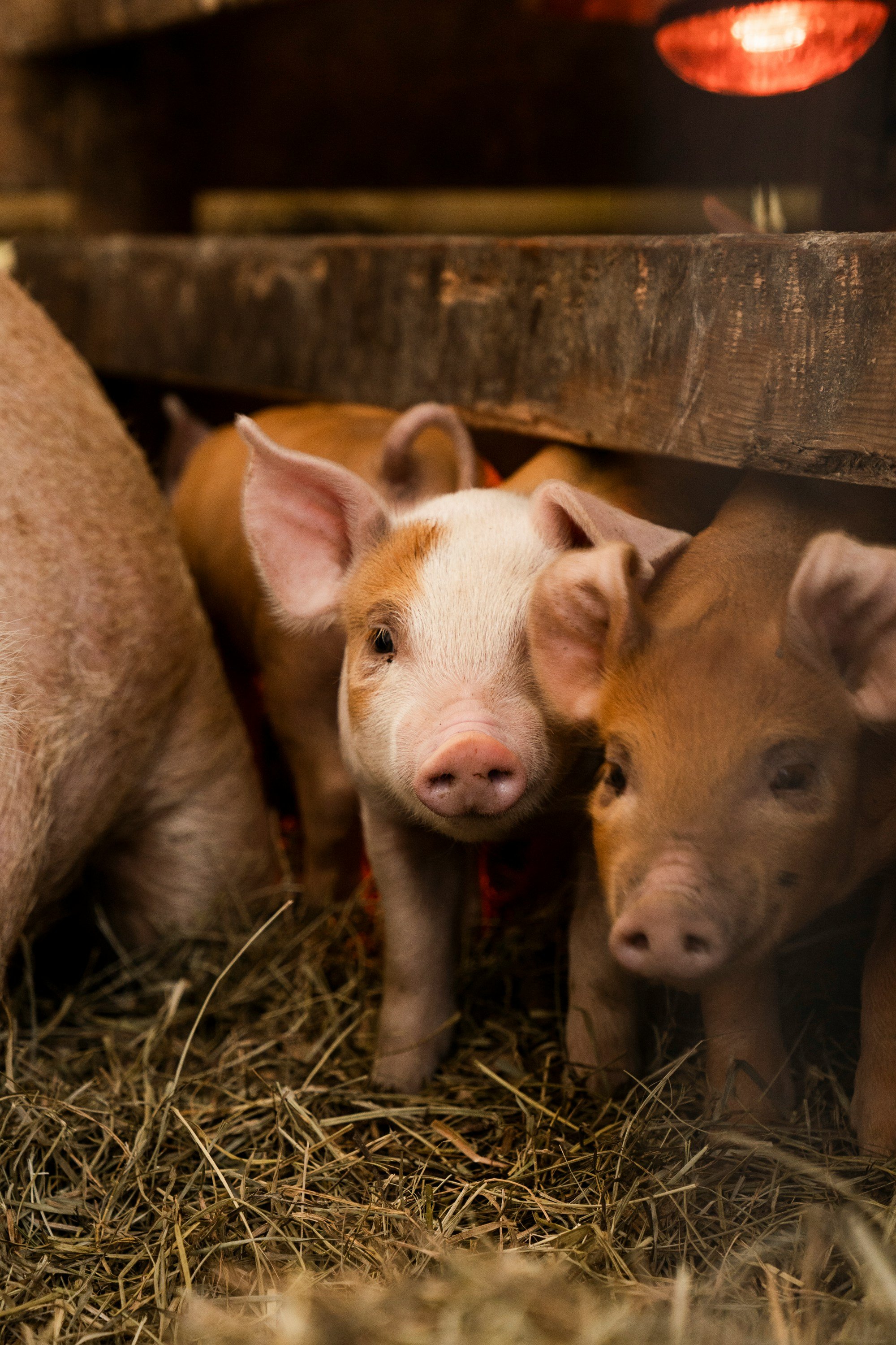 North Carolina hog farm permits face rollback as court weighs ...