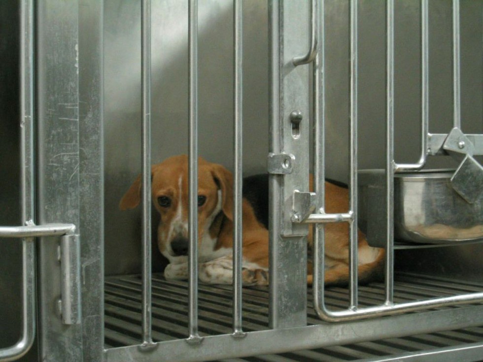You Can Save A Beagle Trapped Inside A Lab ... By Adopting One Now