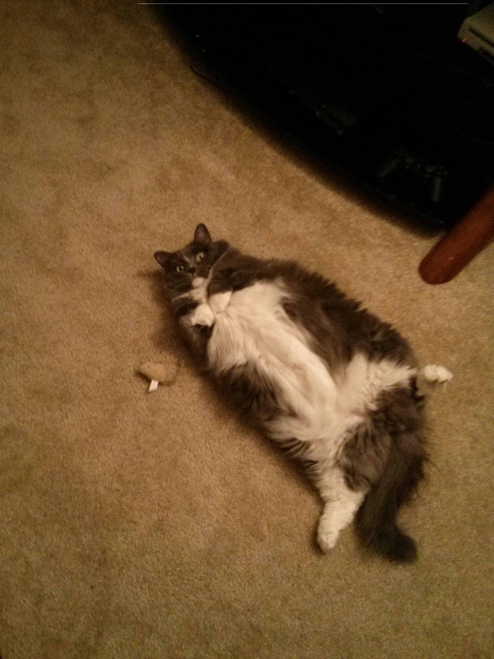 13 Cat Bellies That Are Total HAND TRAPS