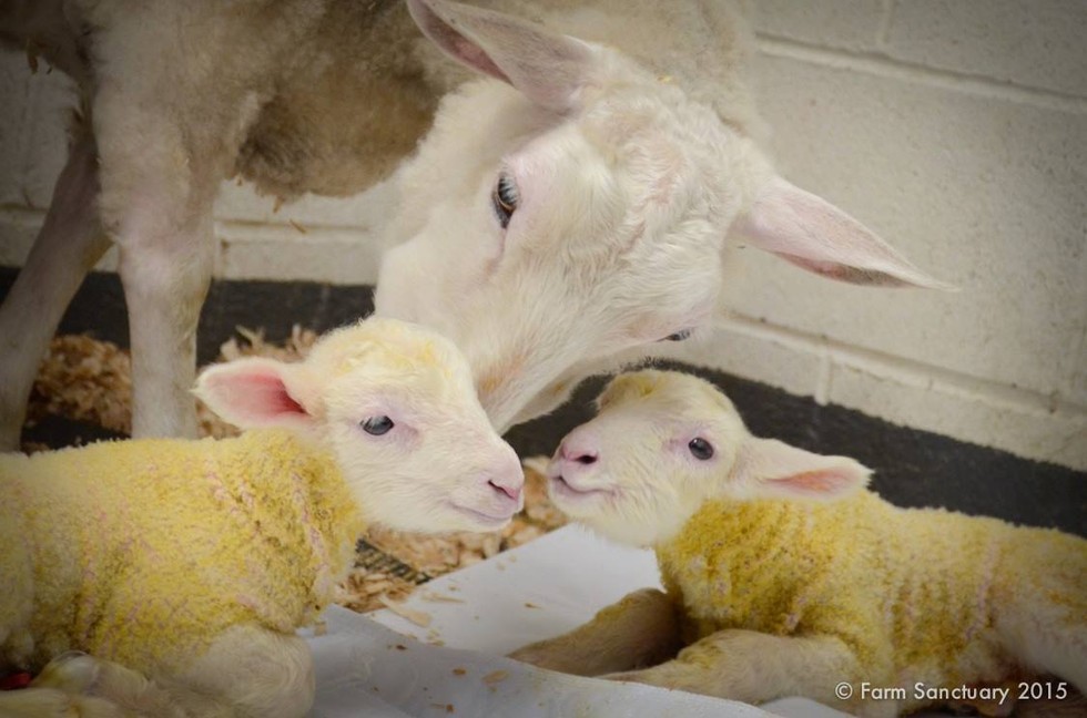 Baby Lamb Takes First Wobbly Steps With Rescued Mom's Help