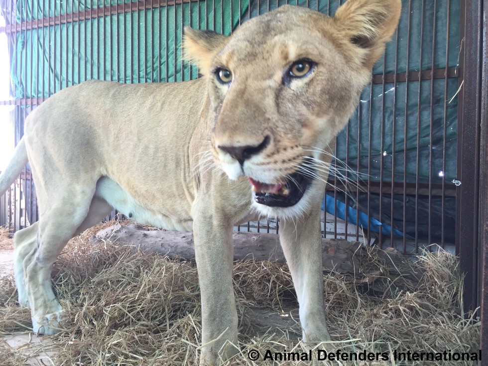 After Years In Circus Cages, 33 Lions Will Soon Run Free