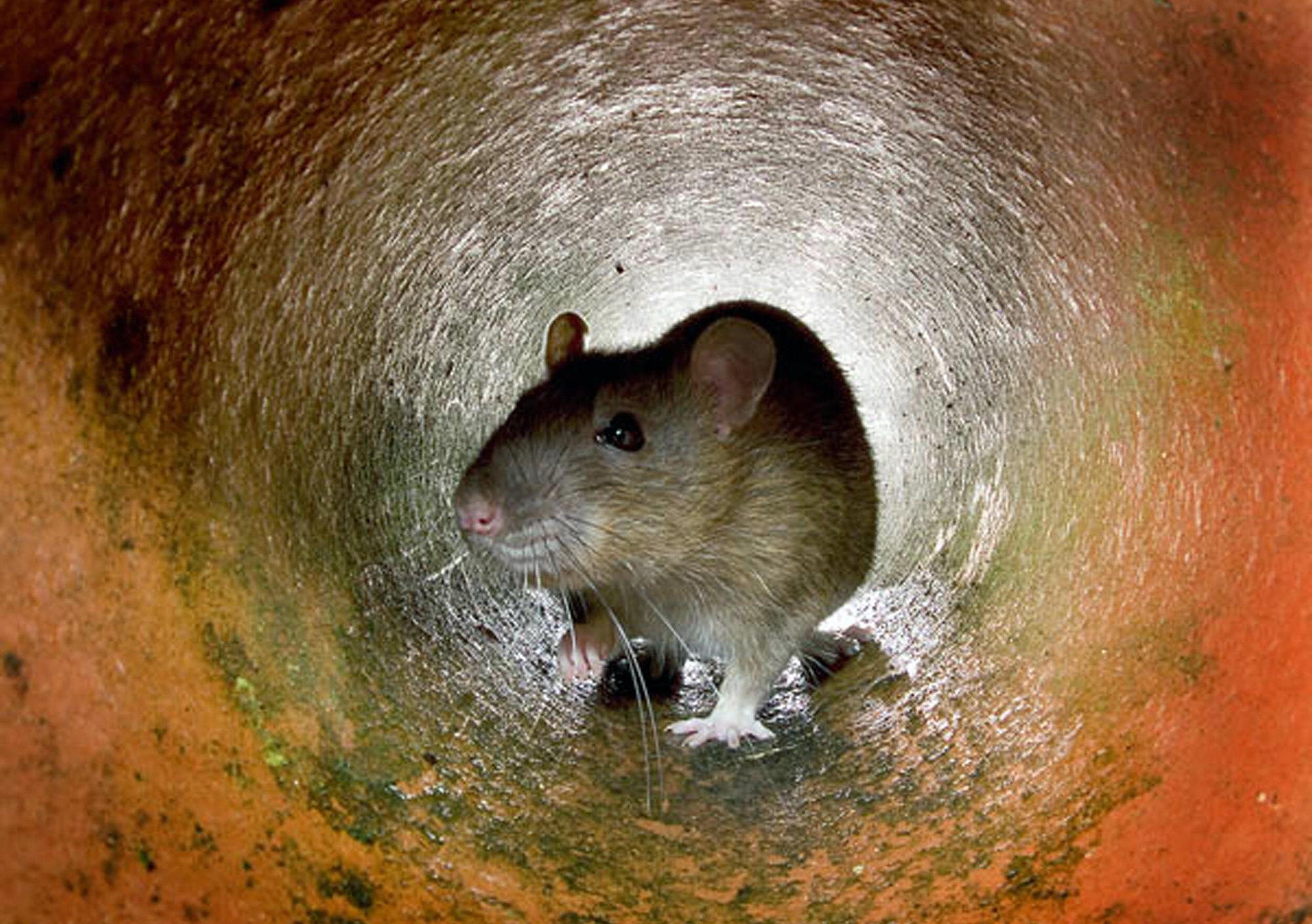Parents arrested after twin infants were found with 'severe' rat bites ...