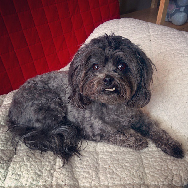 17 Pets Who Are Showing Off Their Beautiful Snaggle-Toofs