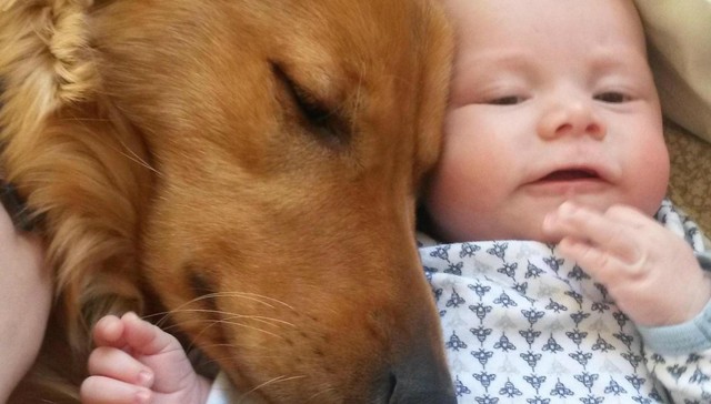 Doting Golden Retriever Treats Human Baby Like Her Own