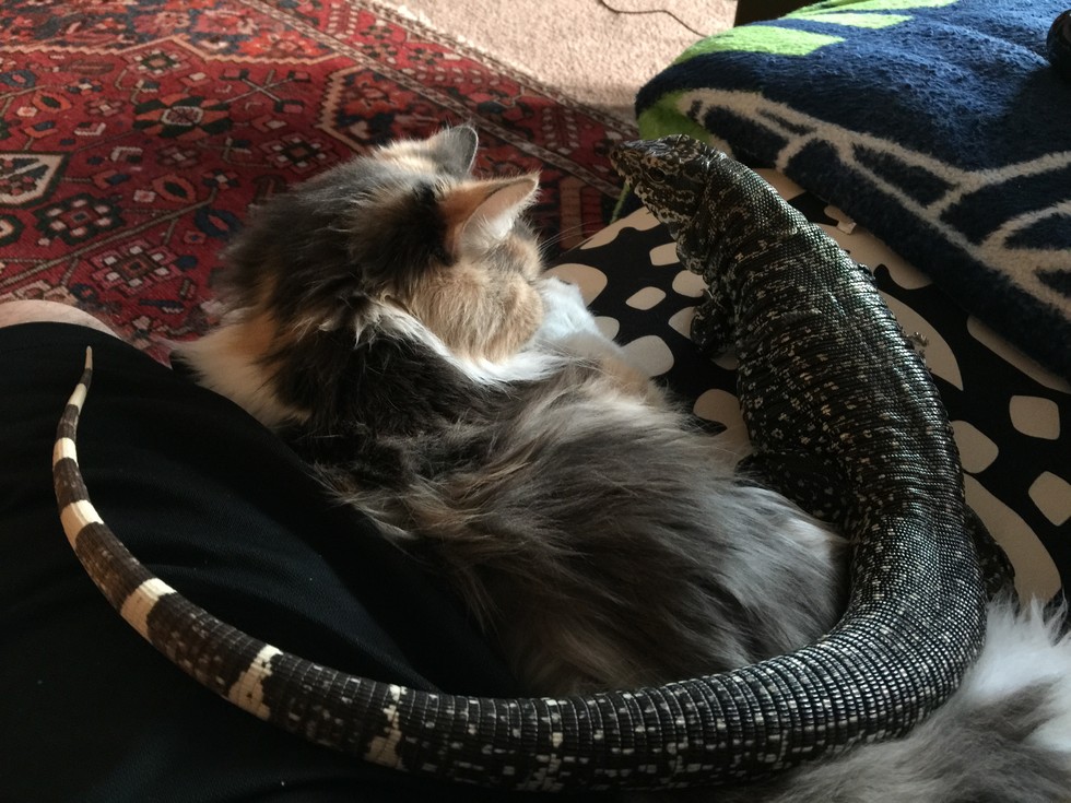 14 Cats Who Are Randomly Friends With Lizards