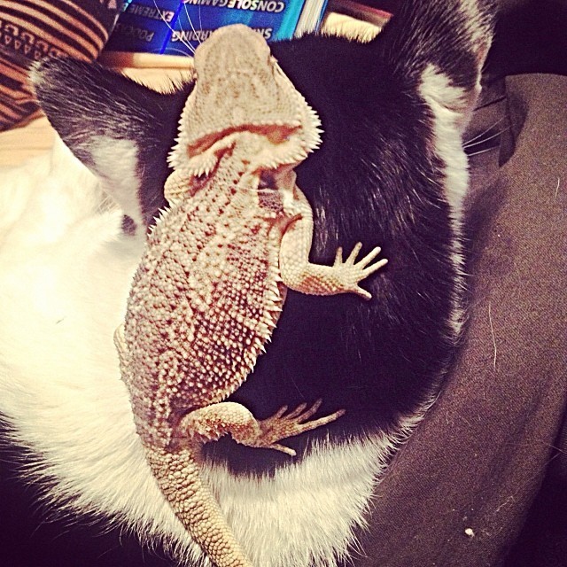 14 Cats Who Are Randomly Friends With Lizards
