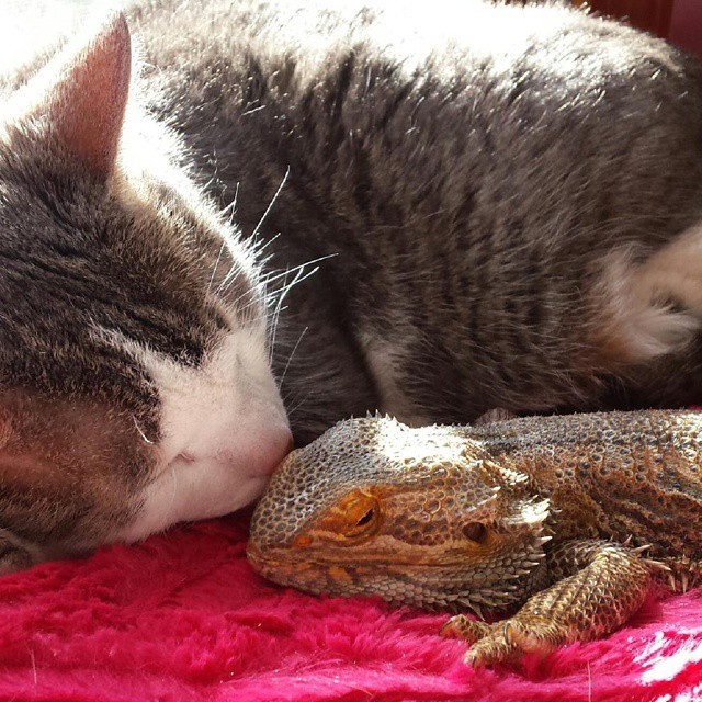 14 Cats Who Are Randomly Friends With Lizards