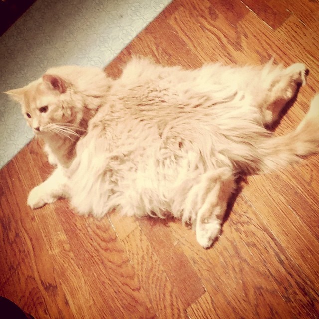 12 Very Important Cat Shapes