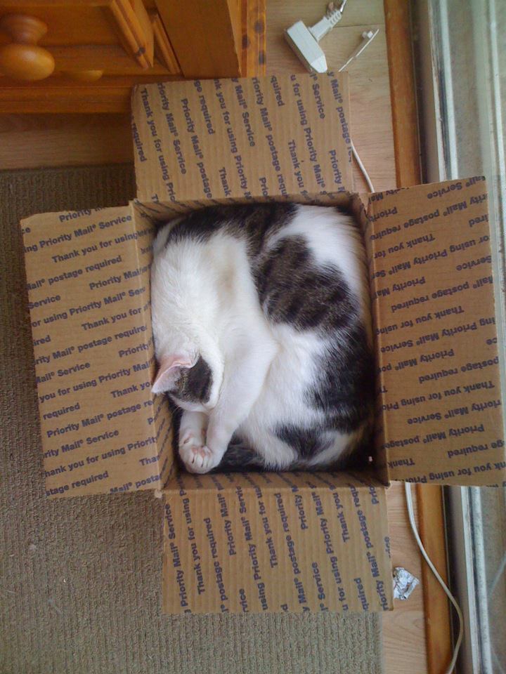 12 Very Important Cat Shapes