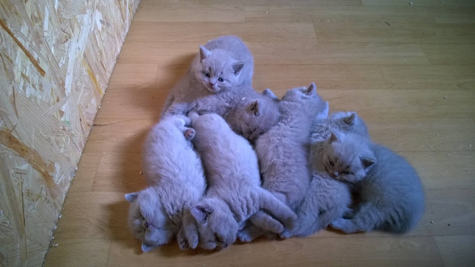 12 Very Important Cat Shapes