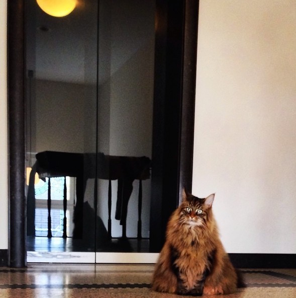 12 Very Important Cat Shapes