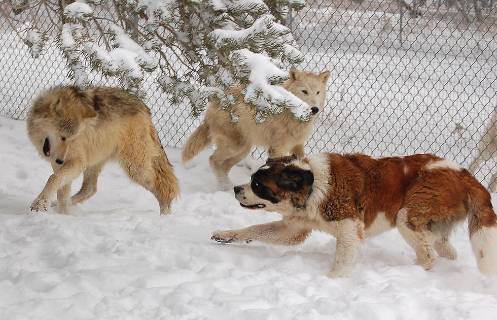 5 Simple Reasons To Love Wolves