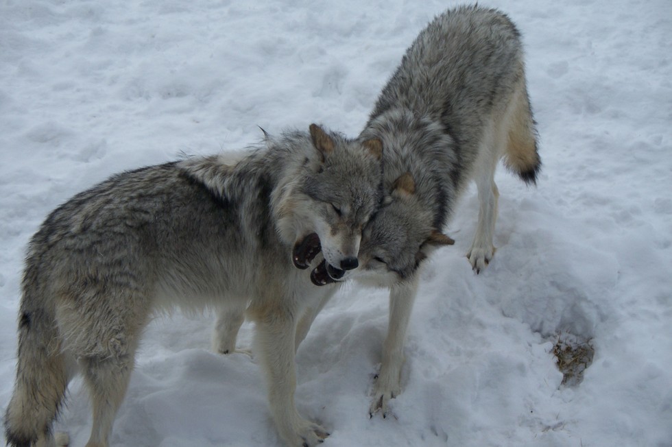 5 Simple Reasons To Love Wolves