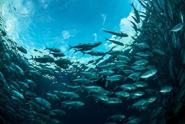 Pesticide pollution is altering how fish behave in freshwater and ocean ...