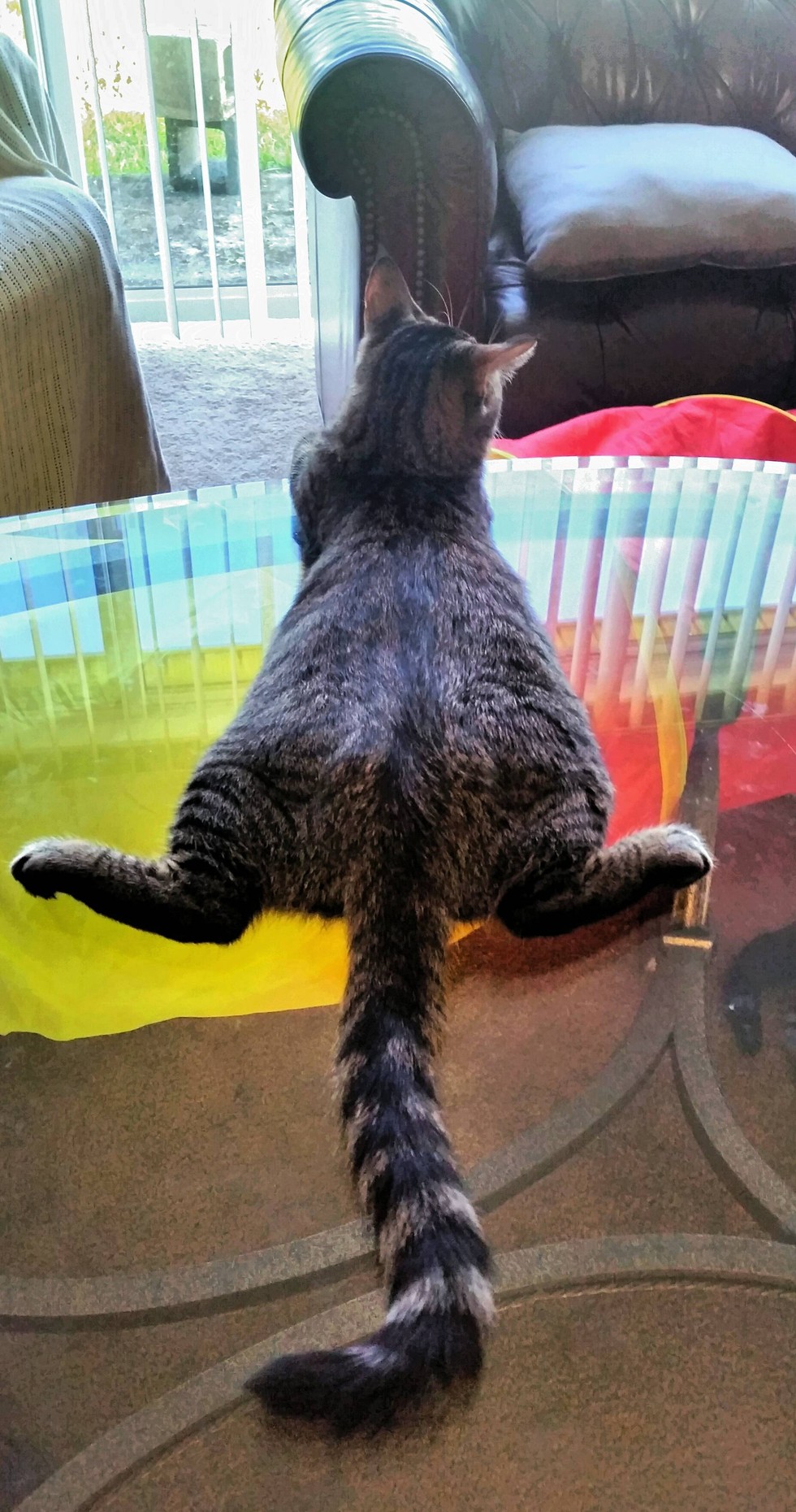 17 Cat Sploots That Are The Perfect Degree Of Squishiness