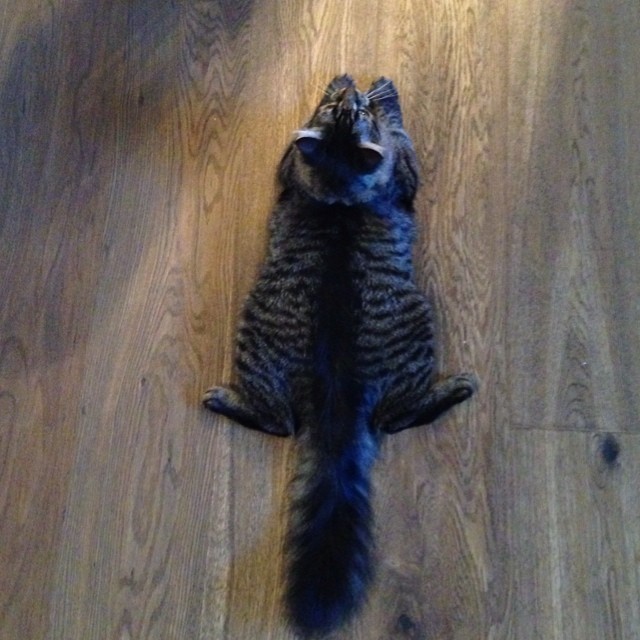 17 Cat Sploots That Are The Perfect Degree Of Squishiness