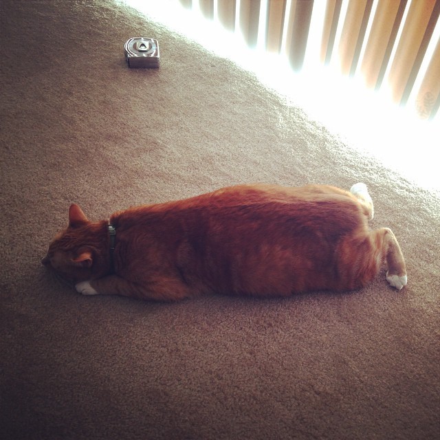 17 Cat Sploots That Are The Perfect Degree Of Squishiness