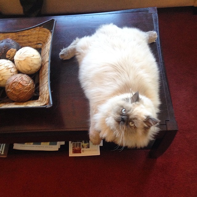 17 Cat Sploots That Are The Perfect Degree Of Squishiness