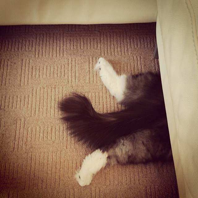 17 Cat Sploots That Are The Perfect Degree Of Squishiness