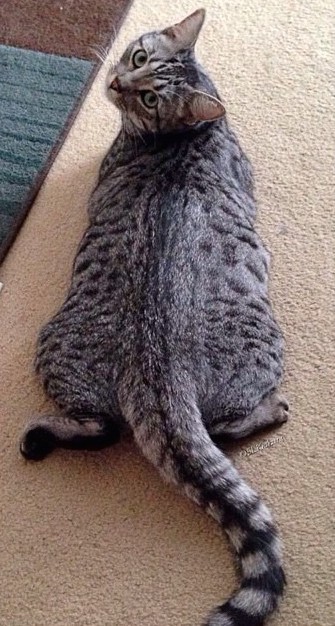 17 Cat Sploots That Are The Perfect Degree Of Squishiness