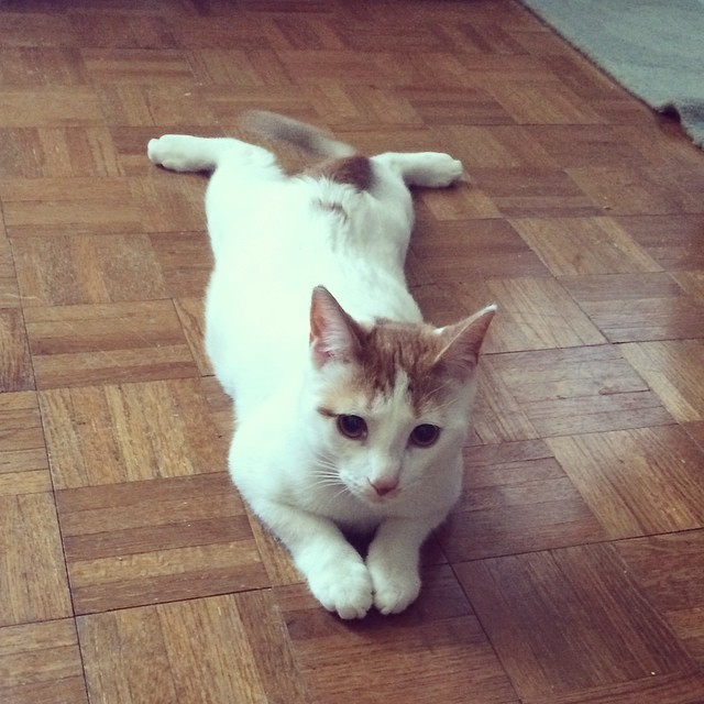 17 Cat Sploots That Are The Perfect Degree Of Squishiness