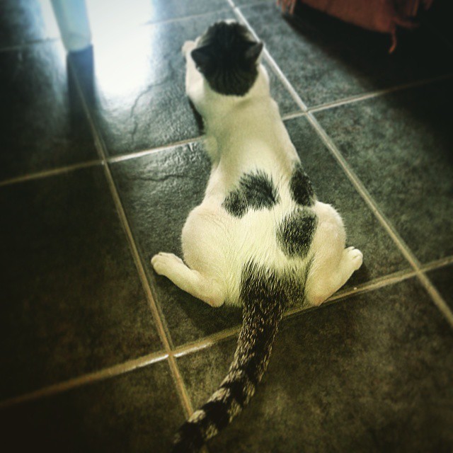 17 Cat Sploots That Are The Perfect Degree Of Squishiness