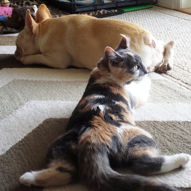 17 Cat Sploots That Are The Perfect Degree Of Squishiness