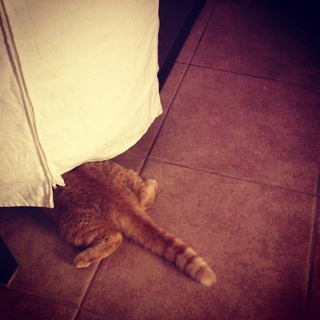 17 Cat Sploots That Are The Perfect Degree Of Squishiness