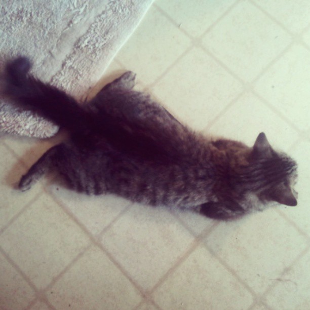 17 Cat Sploots That Are The Perfect Degree Of Squishiness