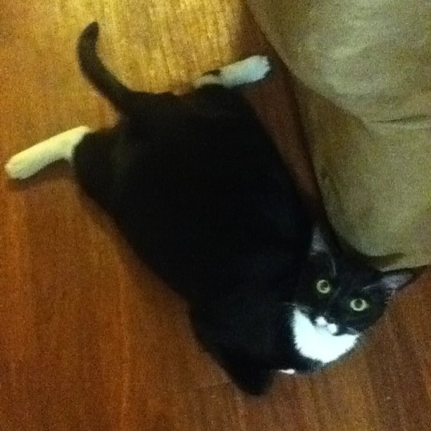 17 Cat Sploots That Are The Perfect Degree Of Squishiness