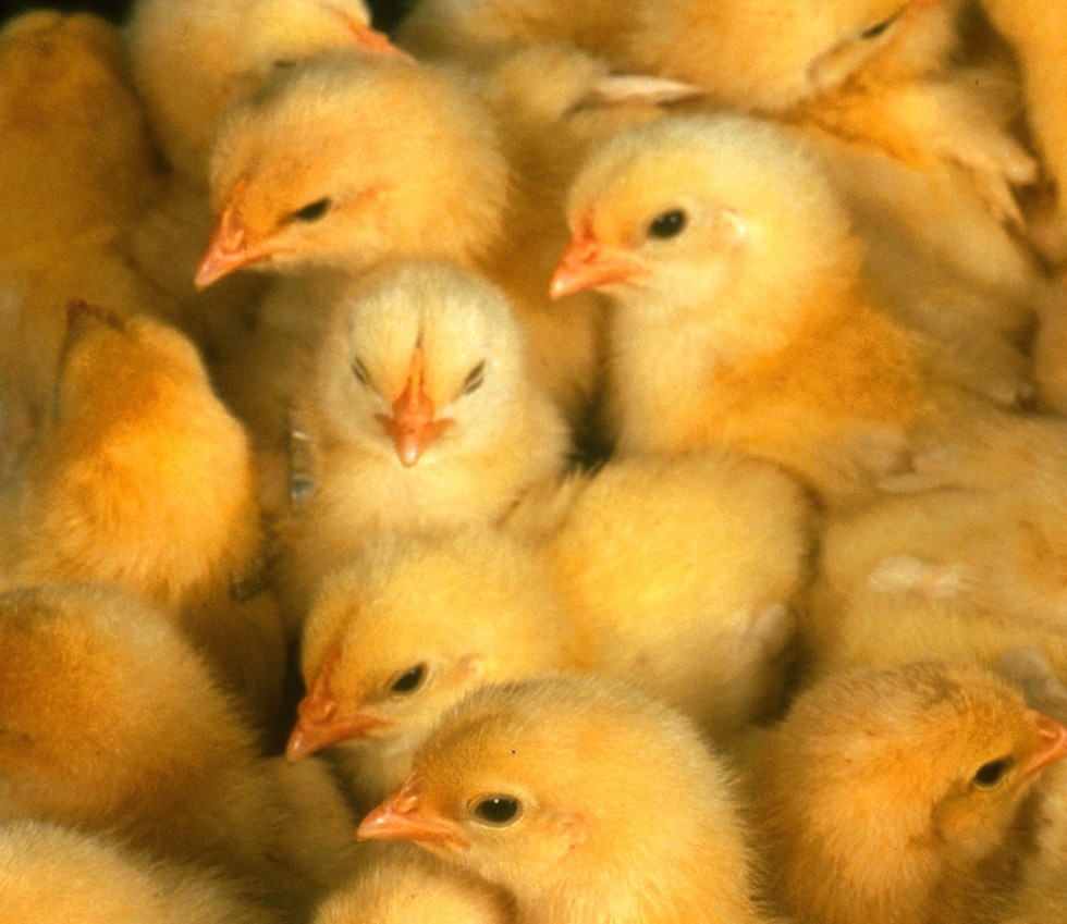 Breakthrough Discovery Could Save Billions Of Baby Chickens From Suffering