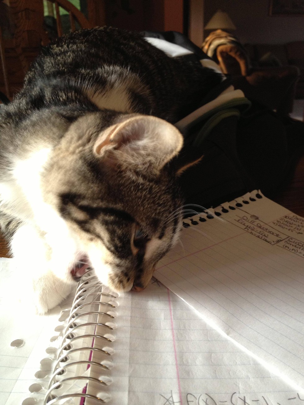 13 Pets Who Are Literally Eating Your Homework