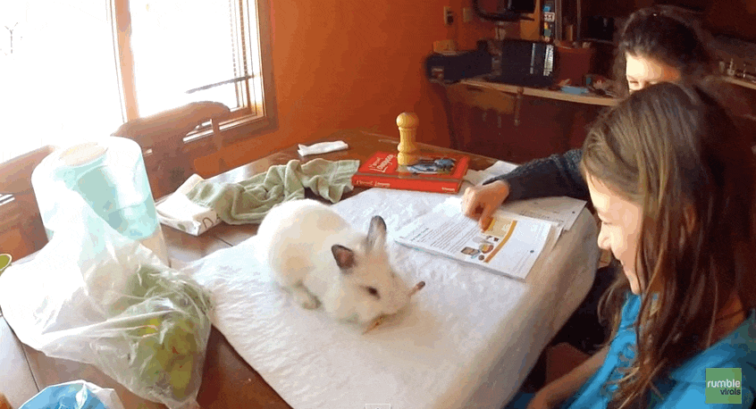 Helpful Bunny Tells His Human To Do Her Homework, Won't Take No For An ...