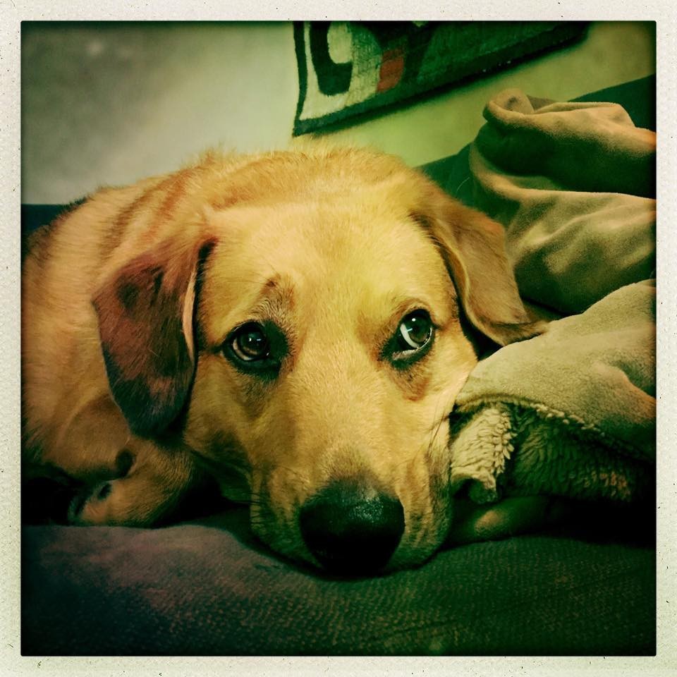 I Quit My Job To Spend More Time With My Dog