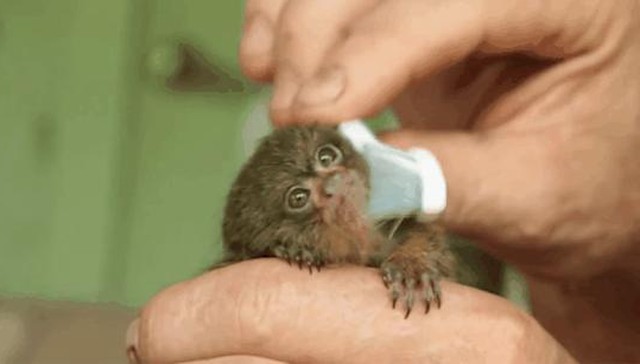 Tiny, Orphaned Marmoset Just Adores Her Toothbrush Massage
