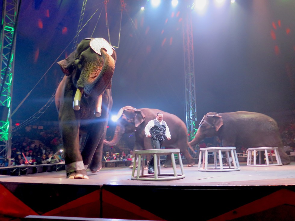 New Footage Shows Miserable Elephants 'Losing Their Minds' In NYC Circus