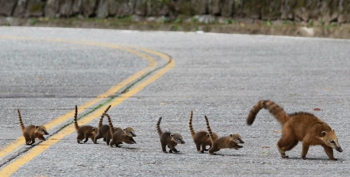 15 Animals Who Literally Crossed The Road