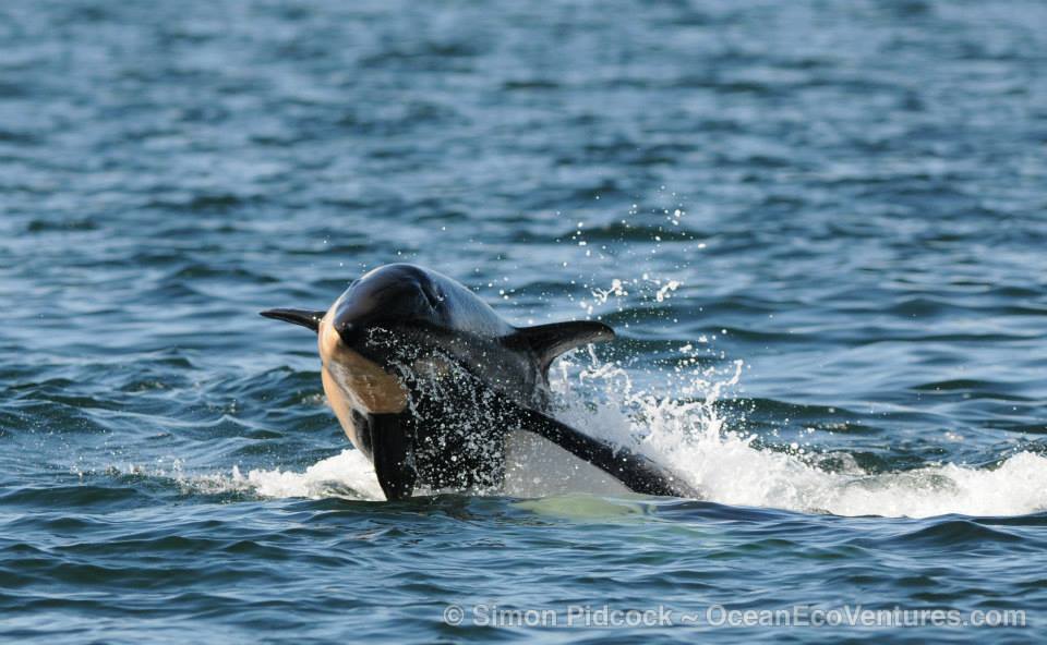 Miracle Fourth Newborn Wild Orca Spotted In 3 Months