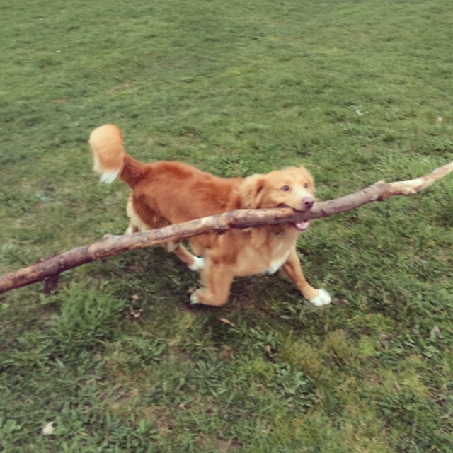 26 Dogs Who Fetched Sticks That Are WAY Too Big