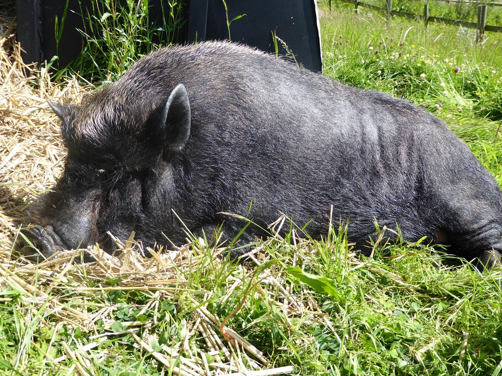 Lost Pig Waits On Side Of The Road For Someone To Help Her