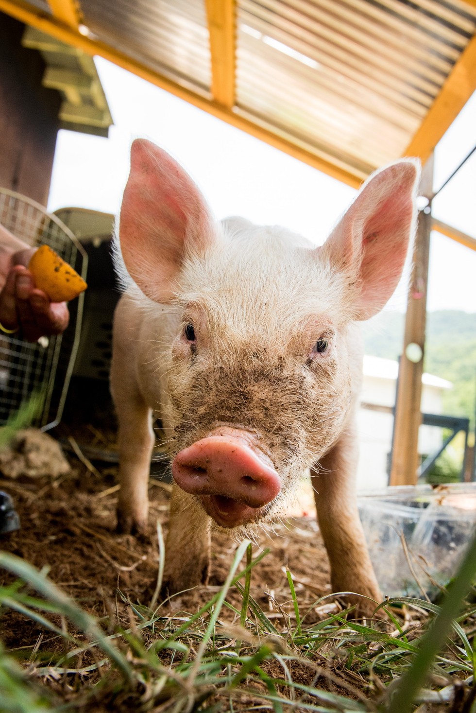 Baby Pigs Fall Off Truck And Land In The Luckiest Place