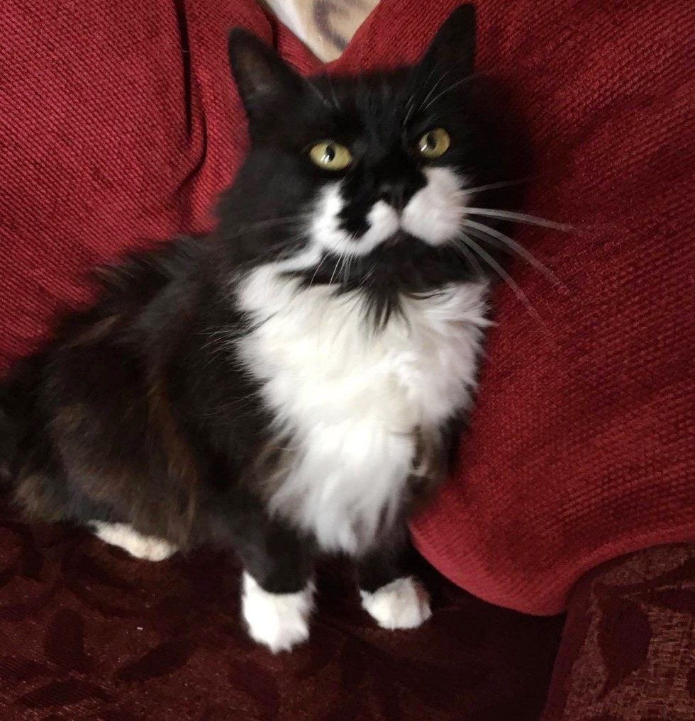 10 year old Cat Brings Home Gifts She Takes From Neighbors Most Of