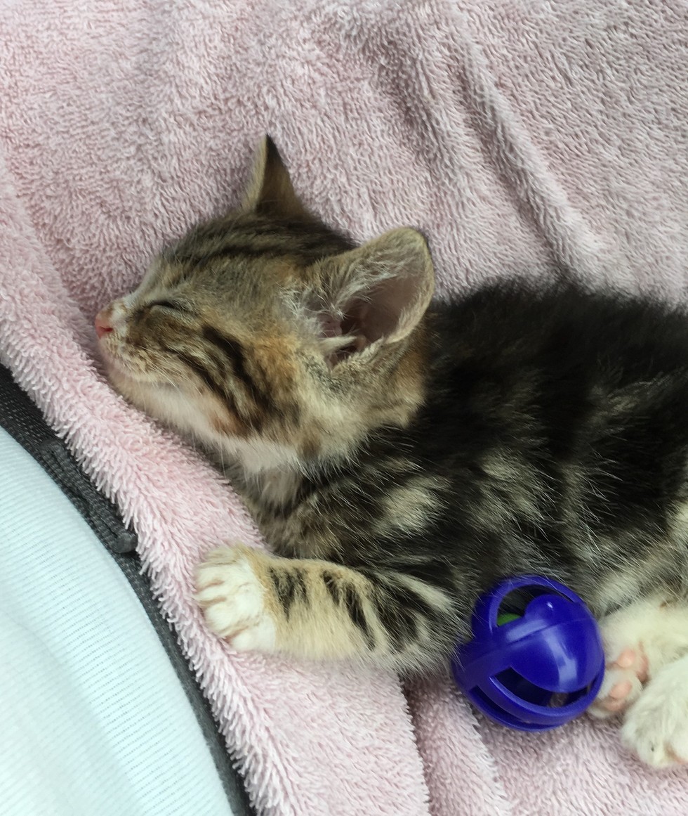 Pit Bull Is Completely Obsessed With Her New Kitten