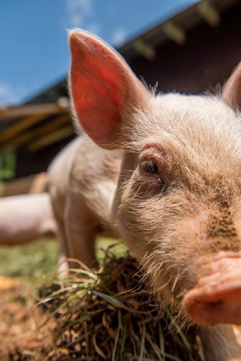 Baby Pigs Fall Off Truck And Land In The Luckiest Place
